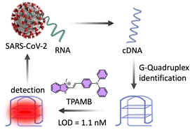 Coronavirus genomic cDNA derived G-quadruplex as a selective target for ...