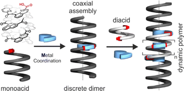Coaxial assembly of helical aromatic foldamers by metal coordination ...