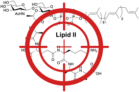 Targeting membrane-bound bacterial cell wall precursors: a tried and ...