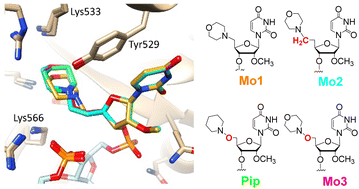 Rational optimization of siRNA to ensure strand bias in the interaction ...