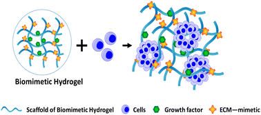 Advances in biomimetic hydrogels for organoid culture - Chemical Communications (RSC Publishing)