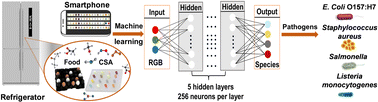 A machine learning-based colorimetric sensor array for high-precision ...
