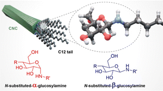 Stable glycosylamines at the reducing ends of cellulose nanocrystals ...