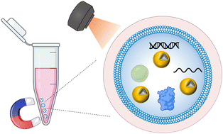 Integrated separation and detection of exosomes via a label-free ...