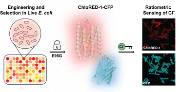 Unlocking chloride sensing in the red at physiological pH with a ...
