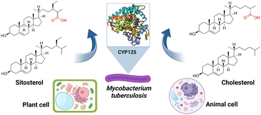 The bacterial cytochrome P450 (CYP) CYP125 enzymes can competitively ...