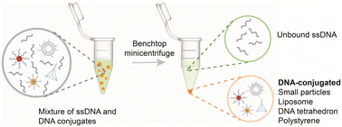 A facile method for purifying DNA-modified small particles and soft ...
