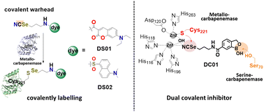 A dual covalent binder for labelling and inhibiting serine and metallo ...
