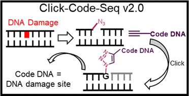 Sequencing for oxidative DNA damage at single-nucleotide resolution with click-code-seq v2.0 ...