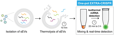Extraction-free, one-pot CRISPR/Cas12a detection of microRNAs directly ...