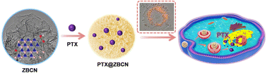 Flower-like porous BCN assembled by nanosheets for paclitaxel delivery ...