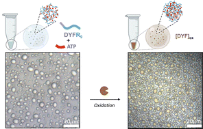 Localized and regulated peptide pigment formation inside liquid ...