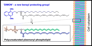 1,4-Dimethoxynaphthalene-2-methyl (‘DIMON’), an oxidatively labile ...
