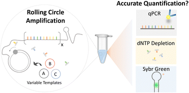 Accurate quantification of DNA content in DNA hydrogels prepared by rolling circle amplification ...