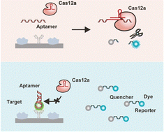 trans-Cleavage of the CRISPR-Cas12a-aptamer system for one-step antigen ...