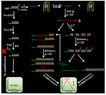 Target-initiated fluorescent aptasensor based on multisite strand ...