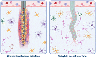 Biohybrid neural interfaces: improving the biological integration of ...