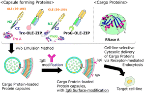 Delivery of external proteins into the cytoplasm using protein capsules ...