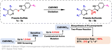 Enzymatic synthesis of pharmacologically relevant chiral sulfoxides by ...