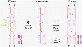 A DNA rotary nanodevice operated by enzyme-initiated strand resetting ...