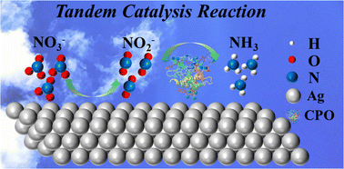Electroenzymatic tandem catalysis for the conversion of nitrate into ...