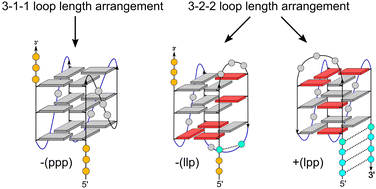 Impact of loop length and duplex extensions on the design of hybrid ...