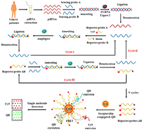 A multi-cycle signal amplification-mediated single quantum dot ...