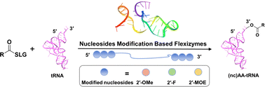 Nucleoside modification-based flexizymes with versatile activity for ...
