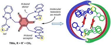A double ouroboros-shaped noncovalent molecular dimer - CrystEngComm ...