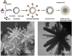 Synthesis of highly regular dandelion-like hydroxyapatite particles—a ...
