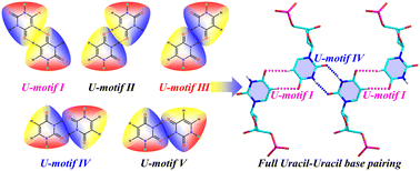 Mimic uracil–uracil base pairing: self-assembly and single crystal ...