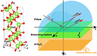 Giant photonic spin Hall effect induced by hyperbolic shear polaritons ...
