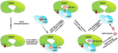 Uridine Diphosphate Glucose
