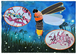 The protein environment restricts the intramolecular charge transfer ...