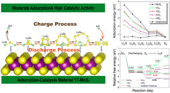 A computational study on bifunctional 1T-MnS2 with an adsorption ...