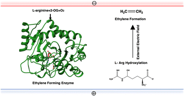 Can an external electric field switch between ethylene formation and l ...