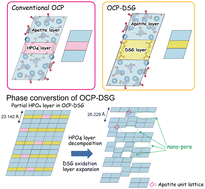Interlayer expansion of octacalcium phosphate via forced oxidation of ...