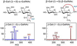The collision-induced dissociation mechanism of sodiated Hex–HexNAc ...