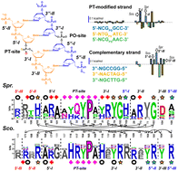 Understanding base and backbone contributions of phosphorothioate DNA ...