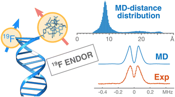 19F electron nuclear double resonance (ENDOR) spectroscopy for distance ...