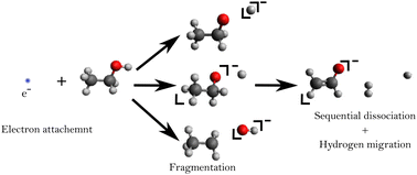 Fragmentation dynamics and absolute dissociative electron attachment cross sections in the low ...