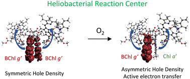 Electronic structure and energetics of a heterodimeric BChl g′/Chl a ...