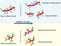 On the dual behaviour of water in octanol-rich aqueous n-octanol ...
