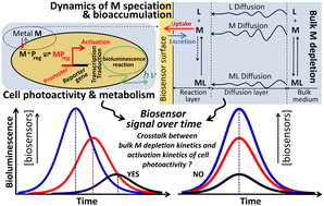 Kinetics of metal detection by luminescence-based whole-cell biosensors ...