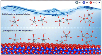 Structures of multinuclear U(vi) species on the hydroxylated α-SiO2(001 ...