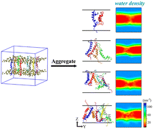 Aggregation, structure and water permeability of membrane-embedded ...