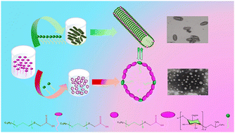 Self-assembly mechanism, physicochemical analyses and application ...