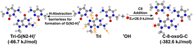 Influence of hydrogen bonds on the reaction of guanine and hydroxyl ...
