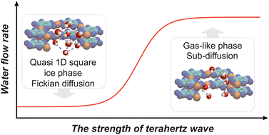 Enhanced water permeation through the terahertz-induced phase and ...