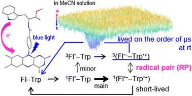 Time-resolved EPR observation of blue-light-induced radical ion pairs ...